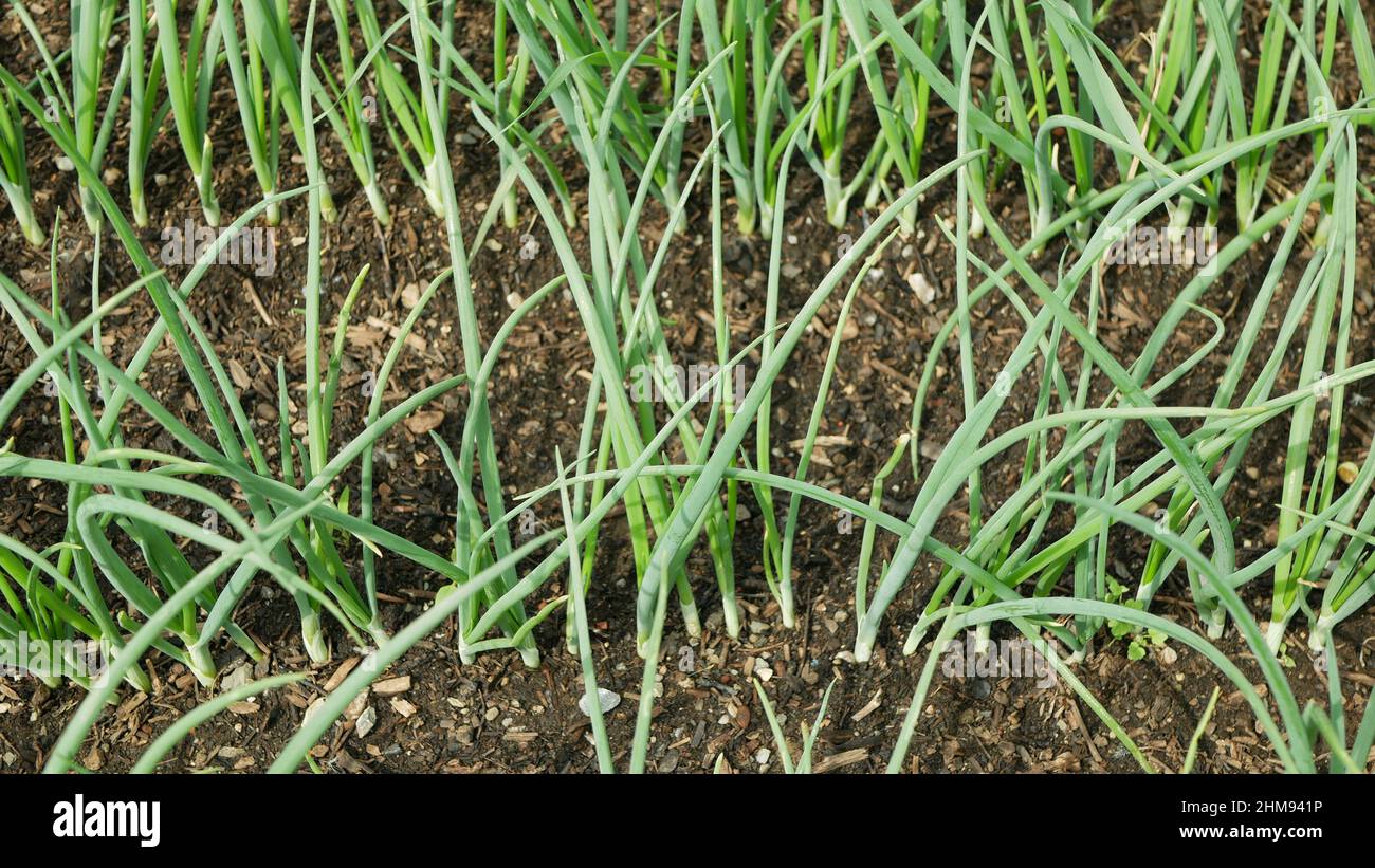 Onion spring sibies scallion stem stalk Allium cepa thick bulb common ...