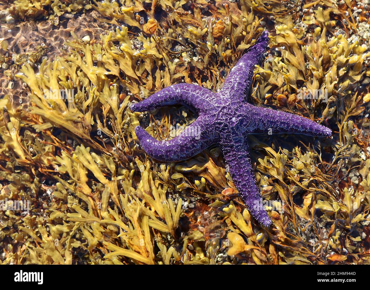 Closeup of a purple starfish laying on seaweed in Nanoose Bay, British ...