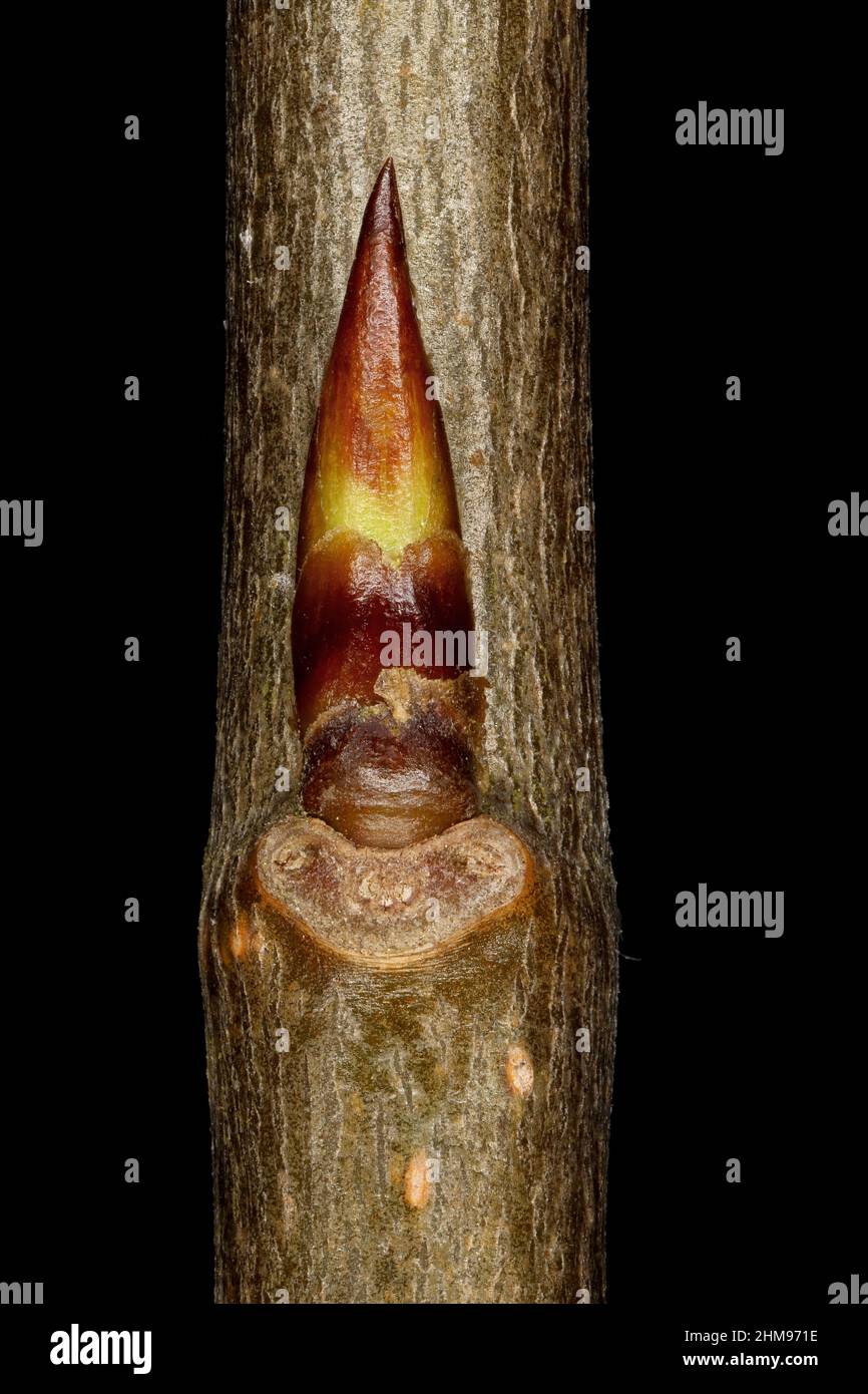 Populus tremula botanical illustration hi-res stock photography and ...