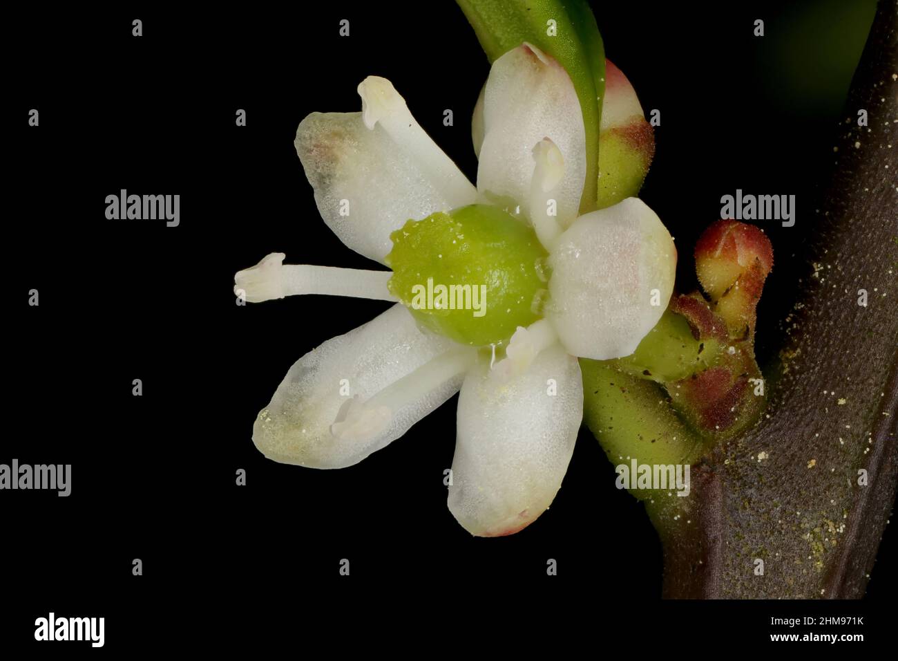 Holly (Ilex aquifolium). Abnormal Pentamerous Female Flower Closeup ...