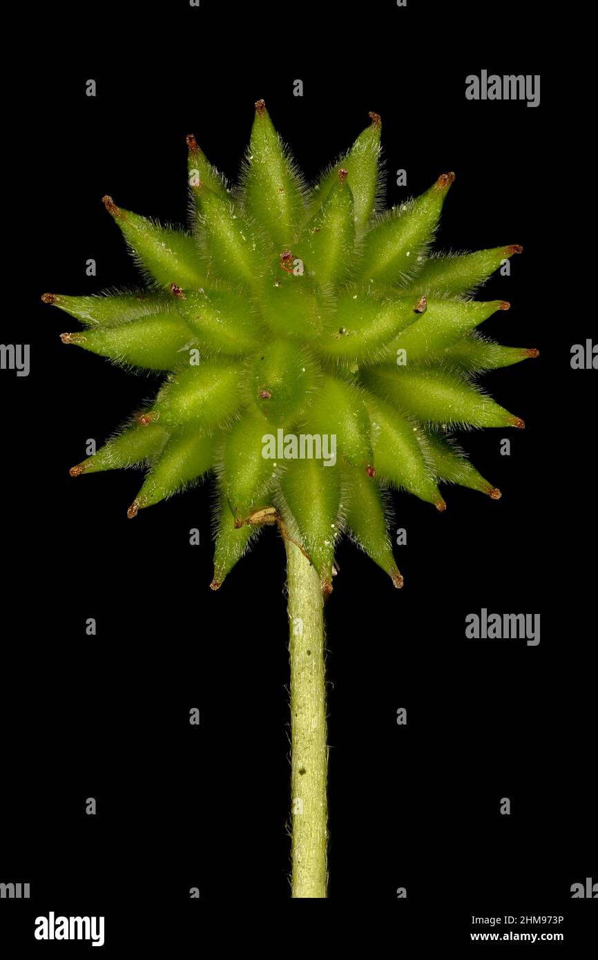 Anemone nemorosa fruit hi-res stock photography and images - Alamy