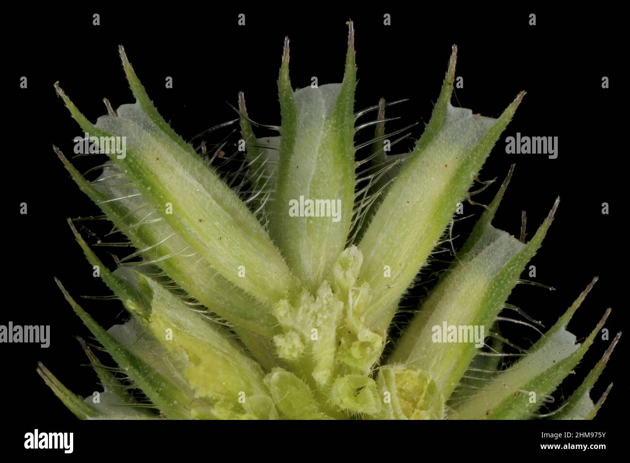 Timothy grass illustration hi-res stock photography and images - Alamy
