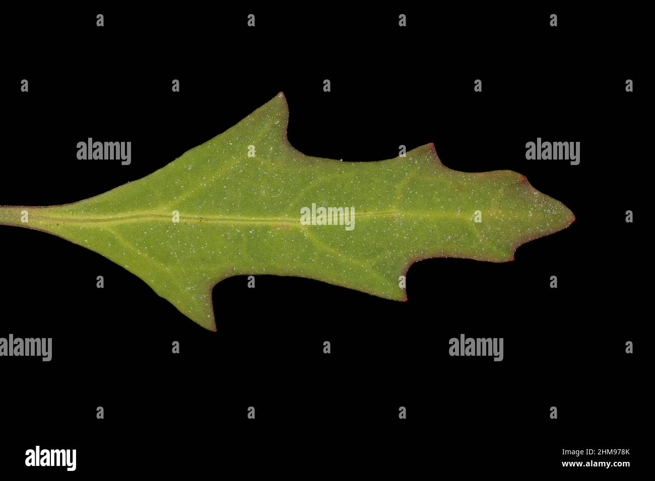 Oak-Leaved Goosefoot (Oxybasis glauca). Upper Leaf Closeup Stock Photo ...