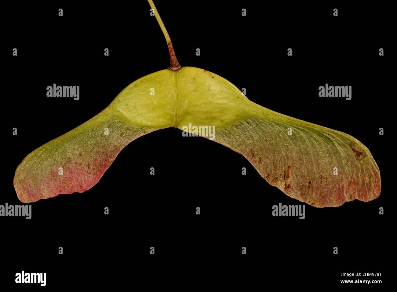 Norway Maple (Acer platanoides). Asymmetric Fruit Closeup Stock Photo ...