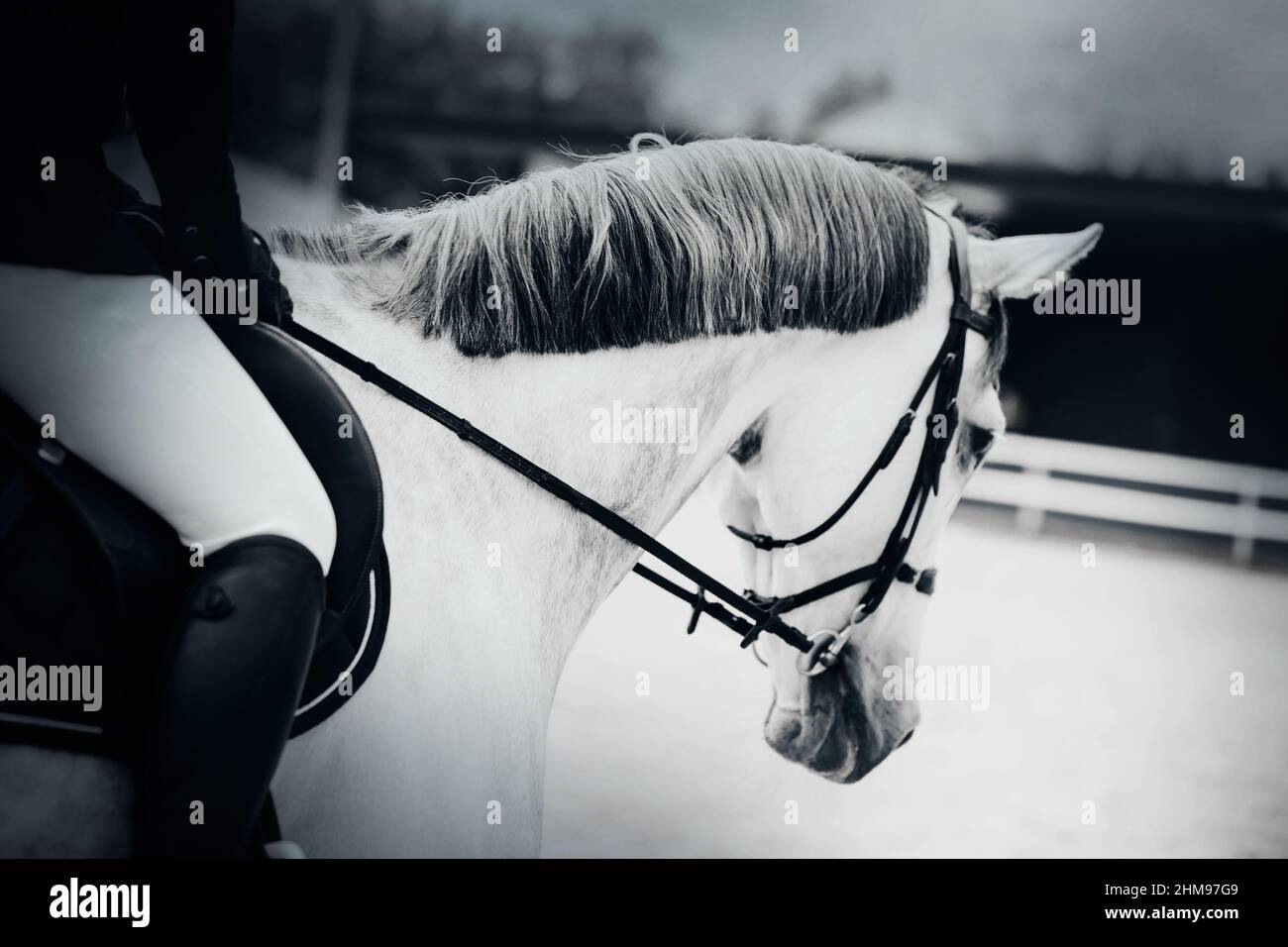 Portrait of a beautiful white horse with a gray mane and a rider in the ...