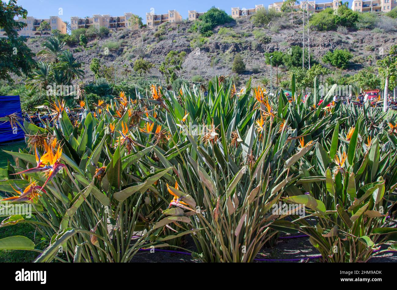 Plants of the spanish islands hi-res stock photography and images - Alamy