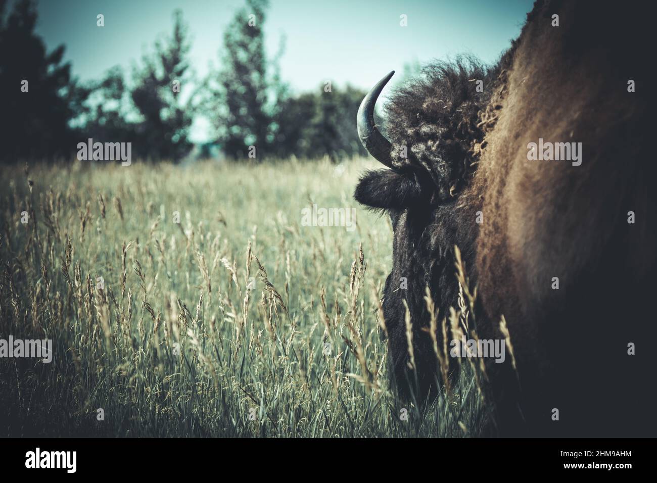 Bison pasture viewpoint hi-res stock photography and images - Alamy