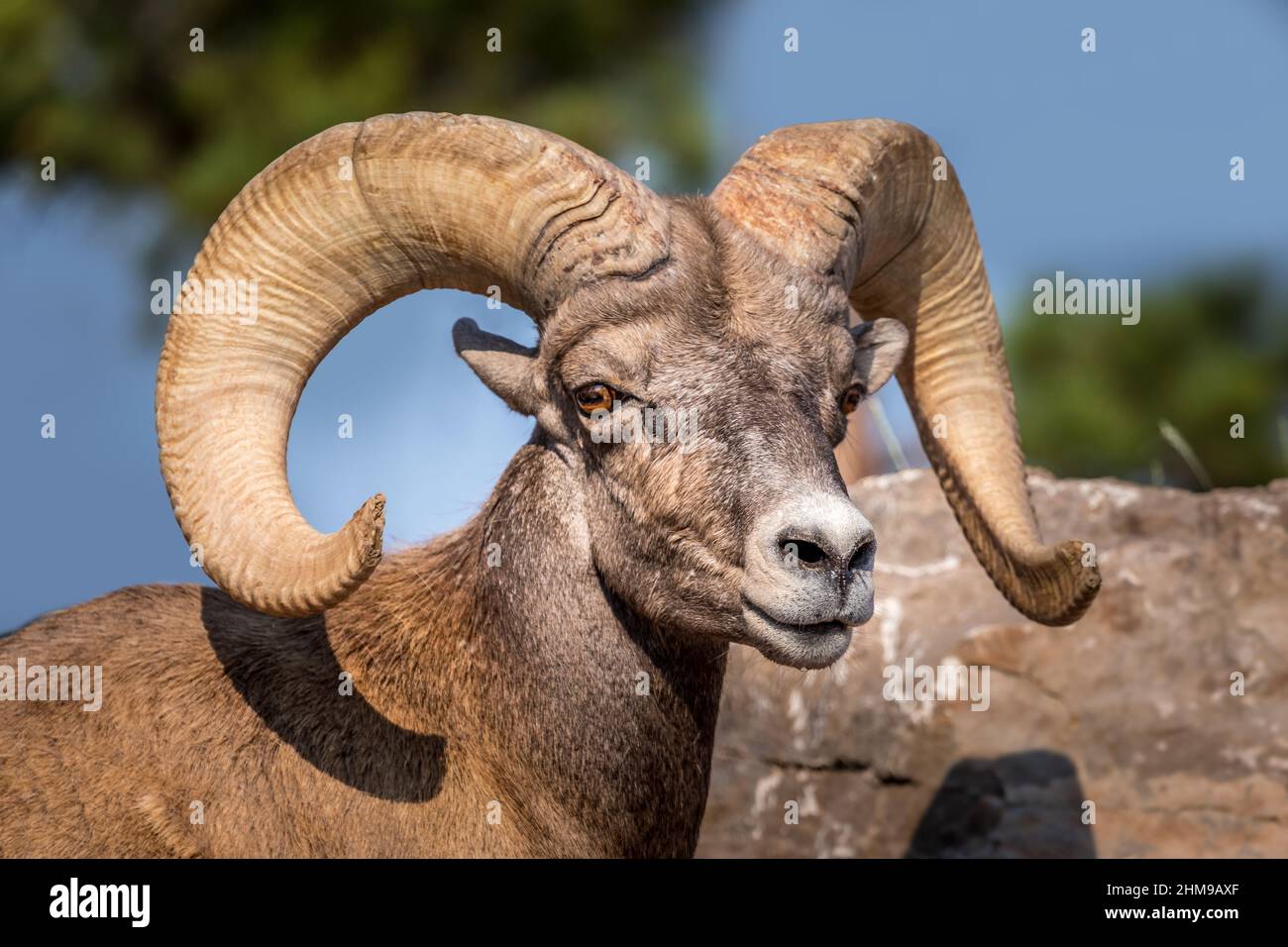 Portrait of a big horned mountain ram Stock Photo - Alamy