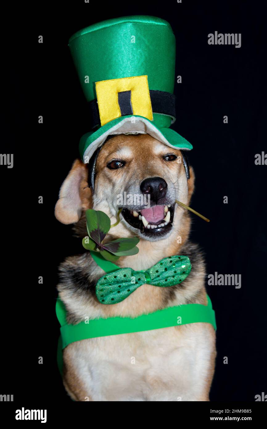 portrait of a mongrel dog with a clover in his mouth and saint patrick ...