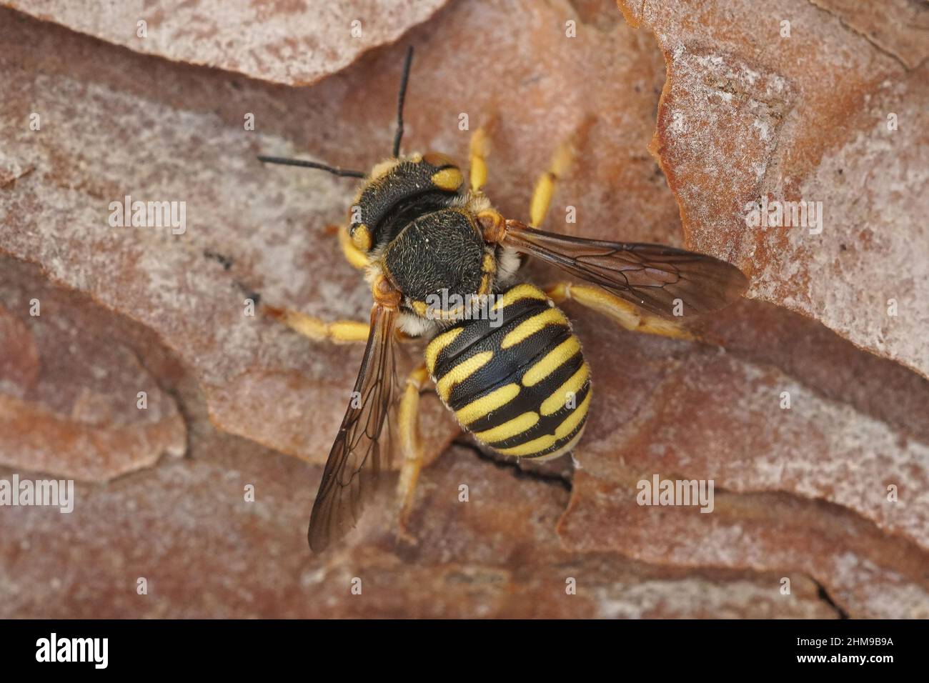 Closeup on a Mediterranean Grohmann's Yellow-Resin Bee, Icteranthidium ...
