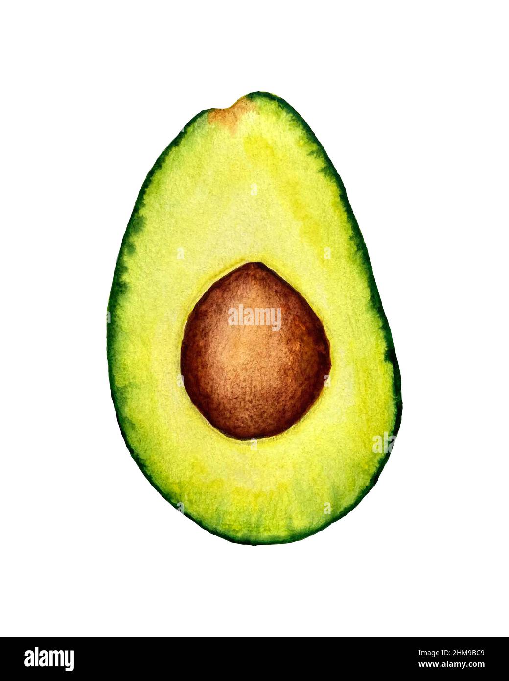 Avocado watercolor drawing, cut avocado slice and nut. Isolated, white ...