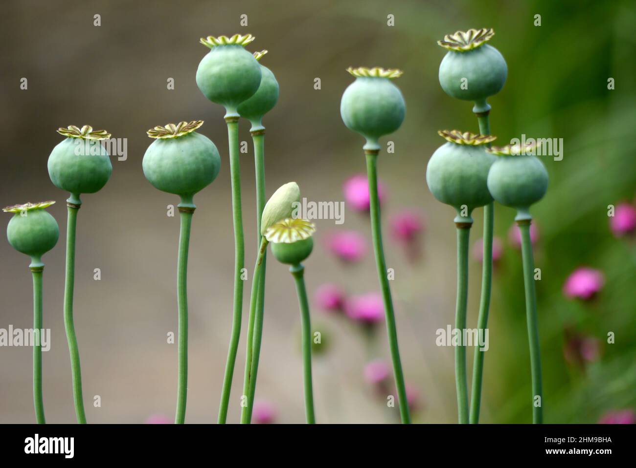 Green 'Papaver Somniferum' Poppy Seed Heads grown in the Borders at RHS ...