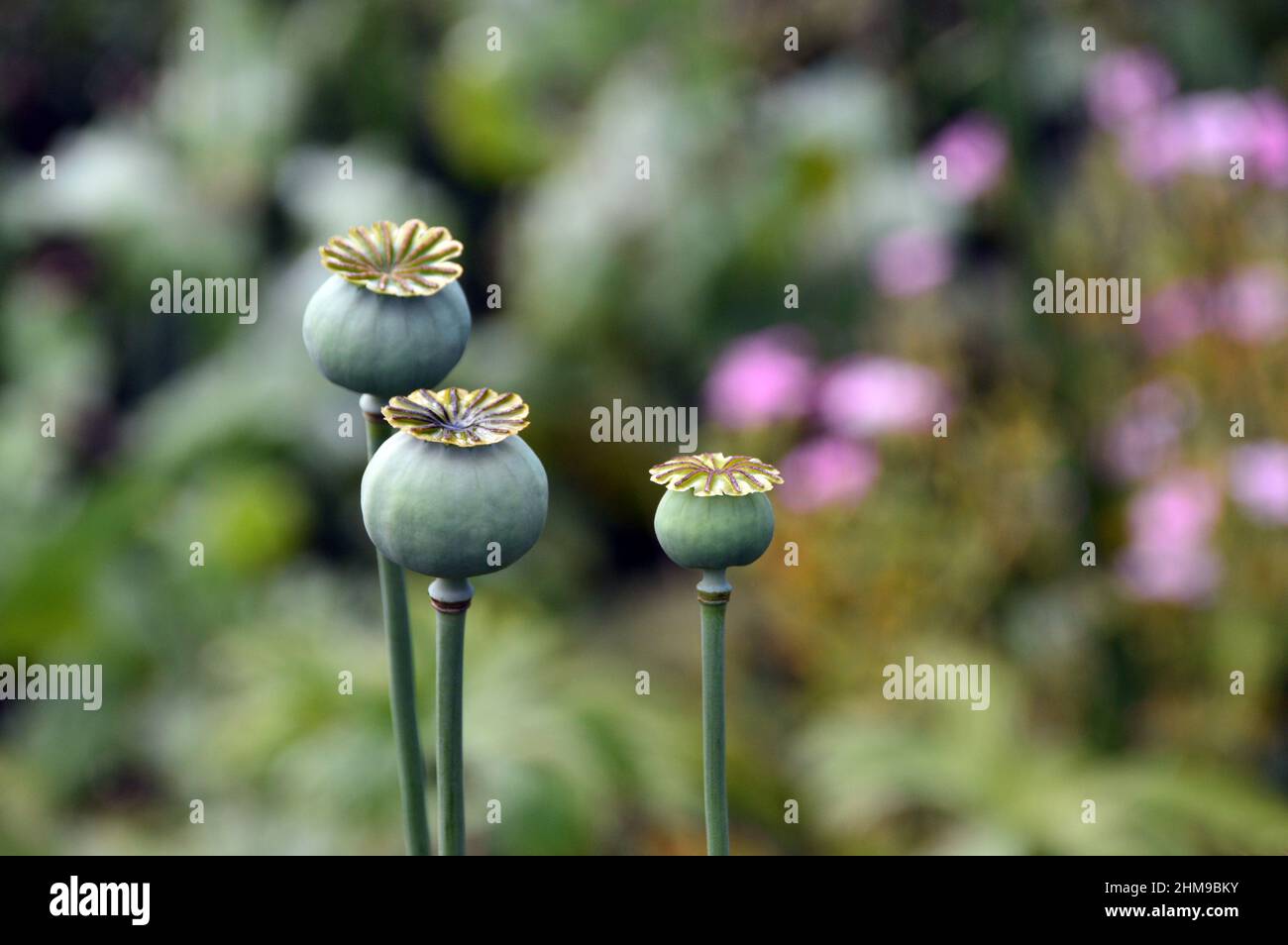 Green 'Papaver Somniferum' Poppy Seed Heads grown in the Borders at RHS ...