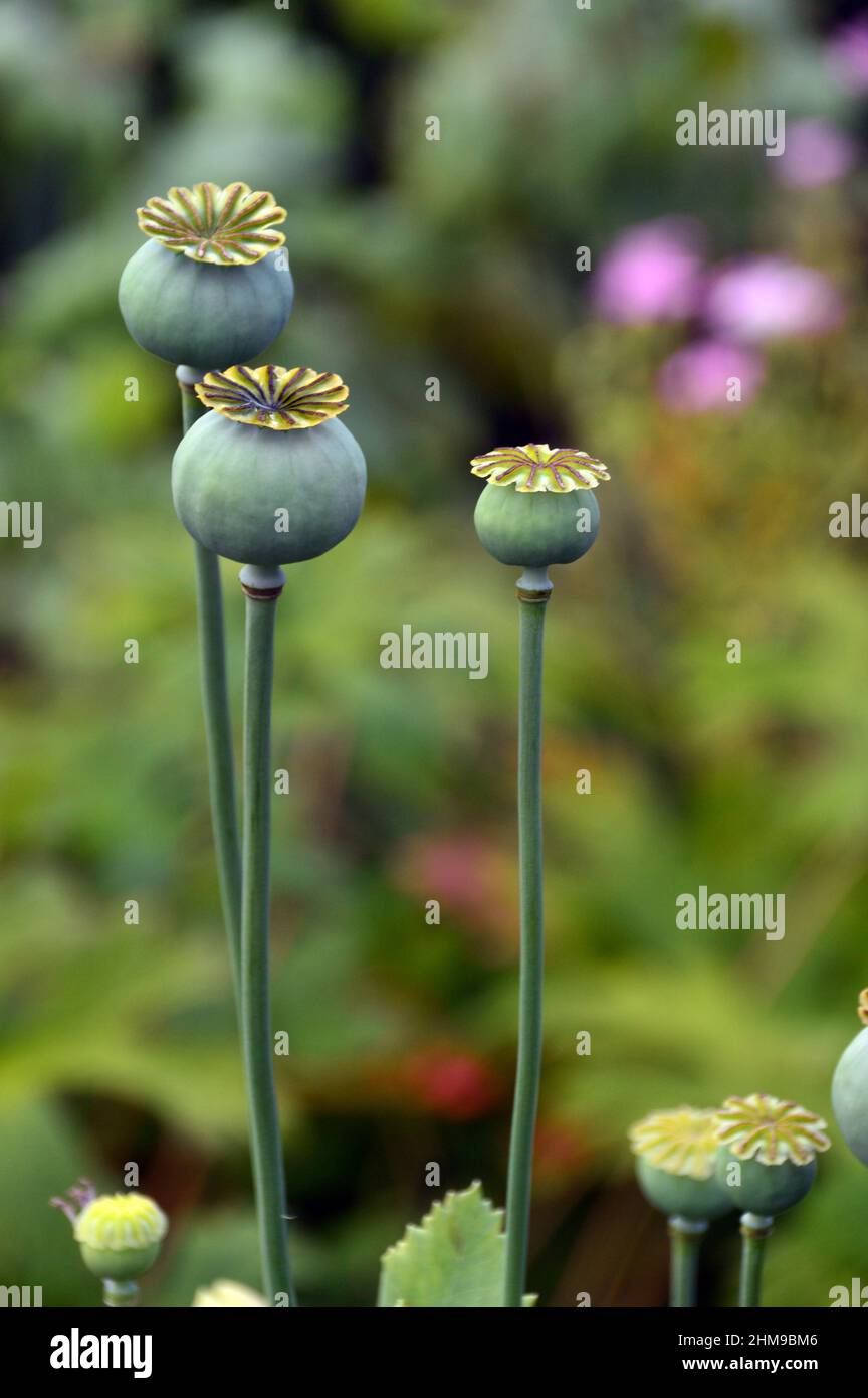 Green 'Papaver Somniferum' Poppy Seed Heads grown in the Borders at RHS ...