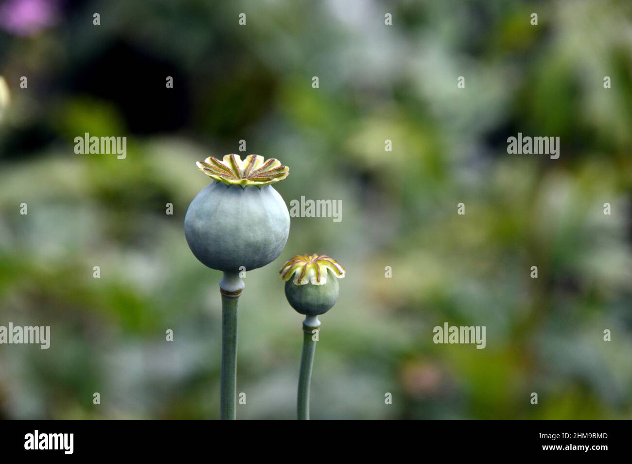 Green 'Papaver Somniferum' Poppy Seed Heads grown in the Borders at RHS ...