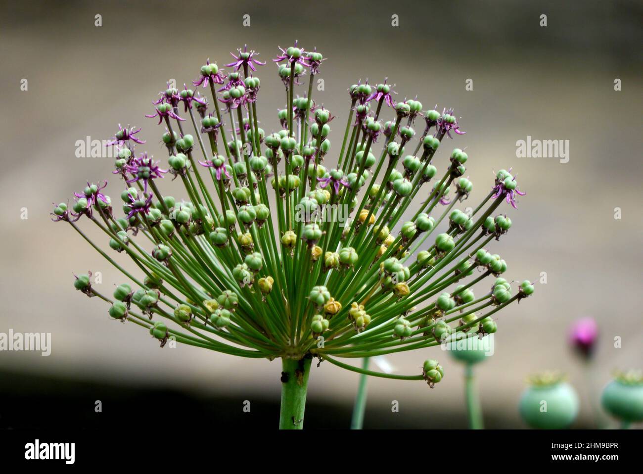Allium seed heads hi-res stock photography and images - Alamy