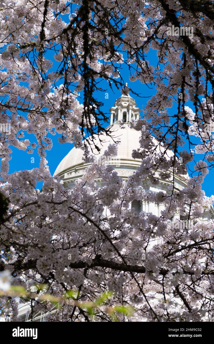 sakura bloom and us capitol. Washington State Capitol. home of ...