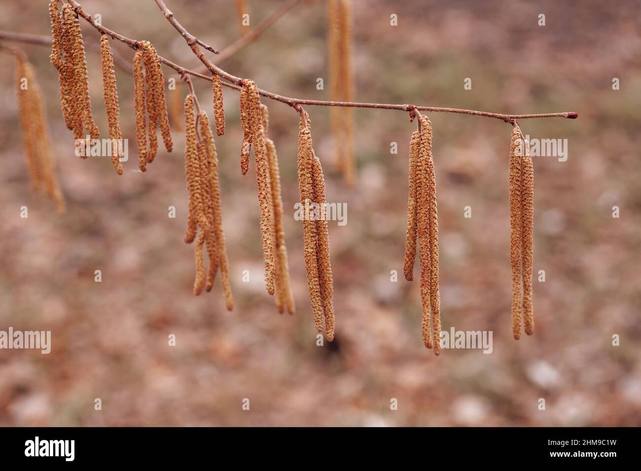 Closeup of thin branch full of long yellow catkins of hazelnut tree ...
