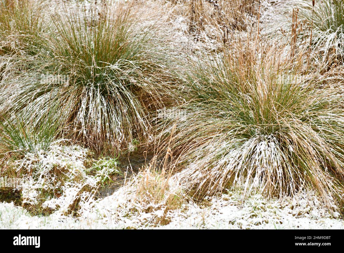 Sedge Plants (carex) Marsh Land Hook Norton Oxfordshire England uk ...