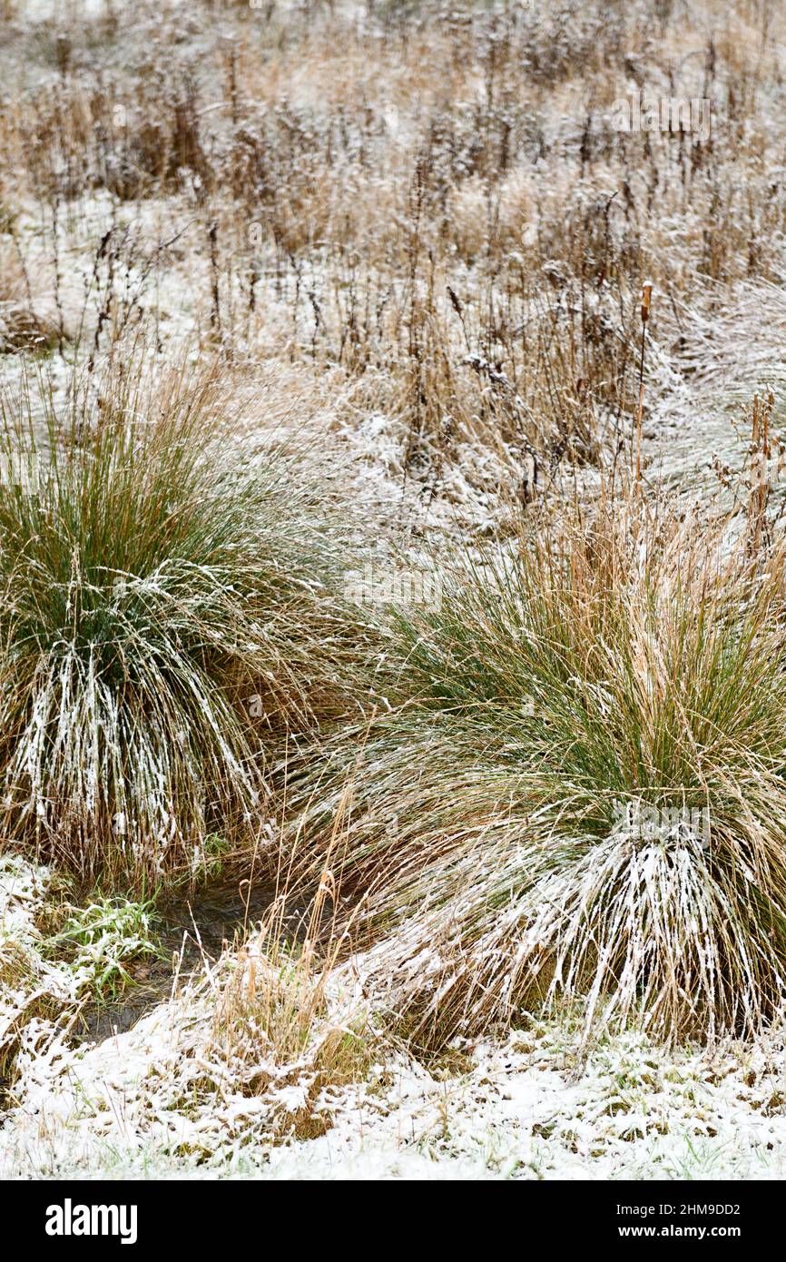 Sedge Plants (carex) Marsh Land Hook Norton Oxfordshire England uk ...