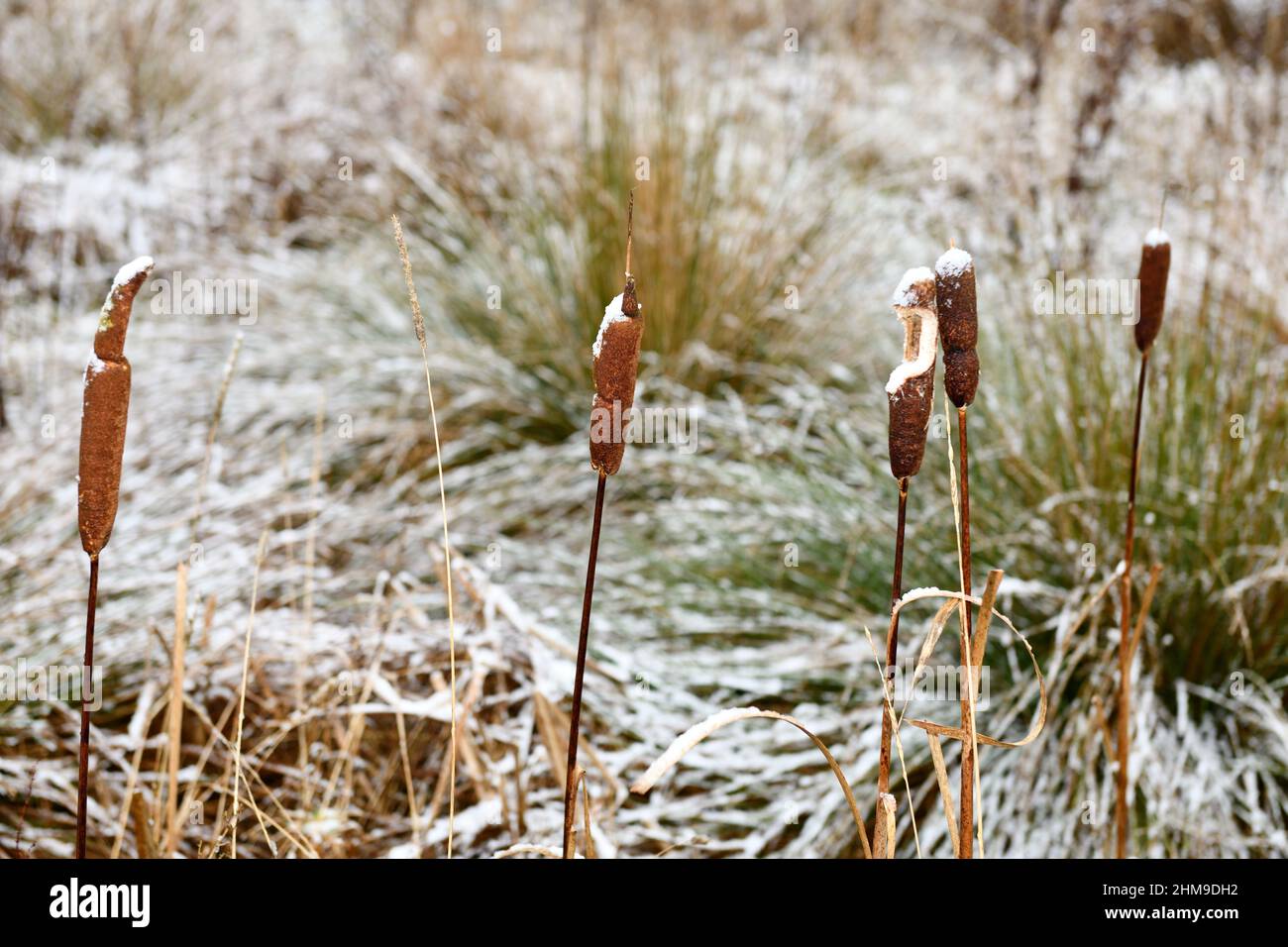 Bulrushes ( Scirpoides holoschoenus) Marsh Land Hook Norton Oxfordshire ...