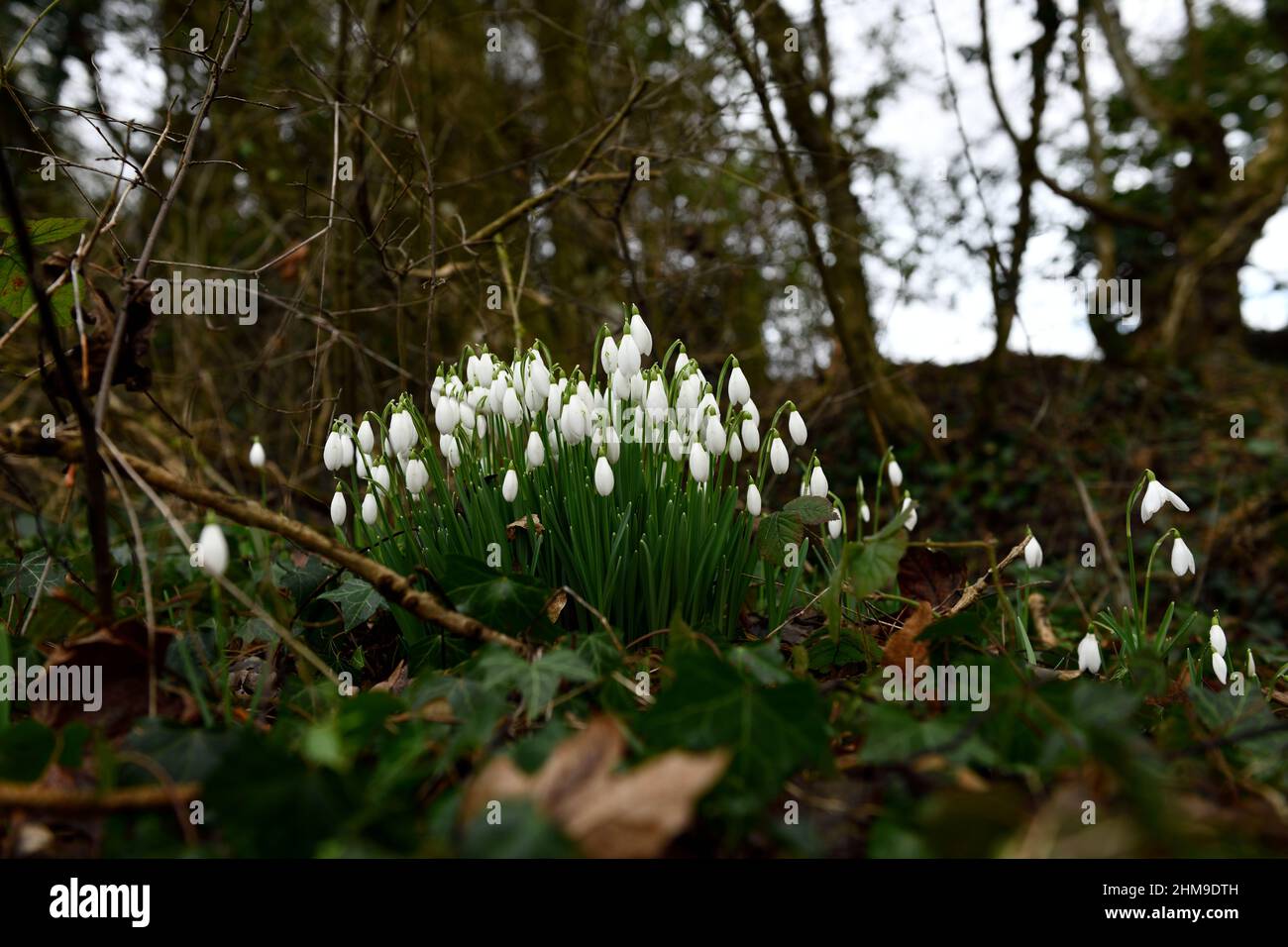 Snowdrops (Galanthus Nivalis) Amaryllidaceae in the Countryside Hook ...