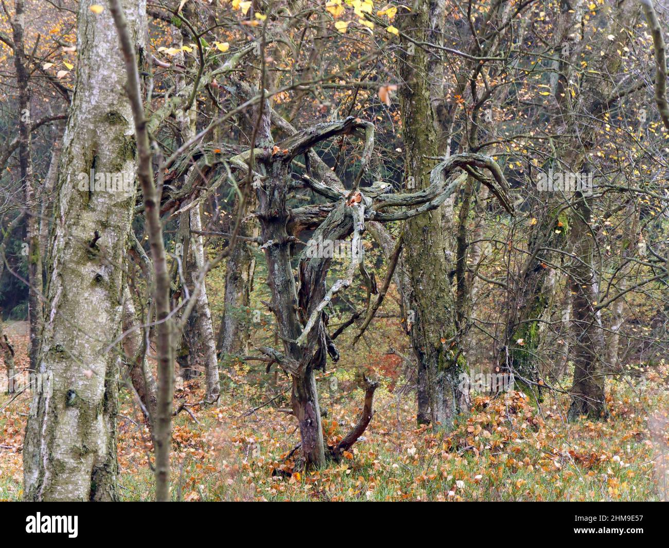 Bizarre Dead Birch Tree In The Red Moor In The Hessian Rhoen ...