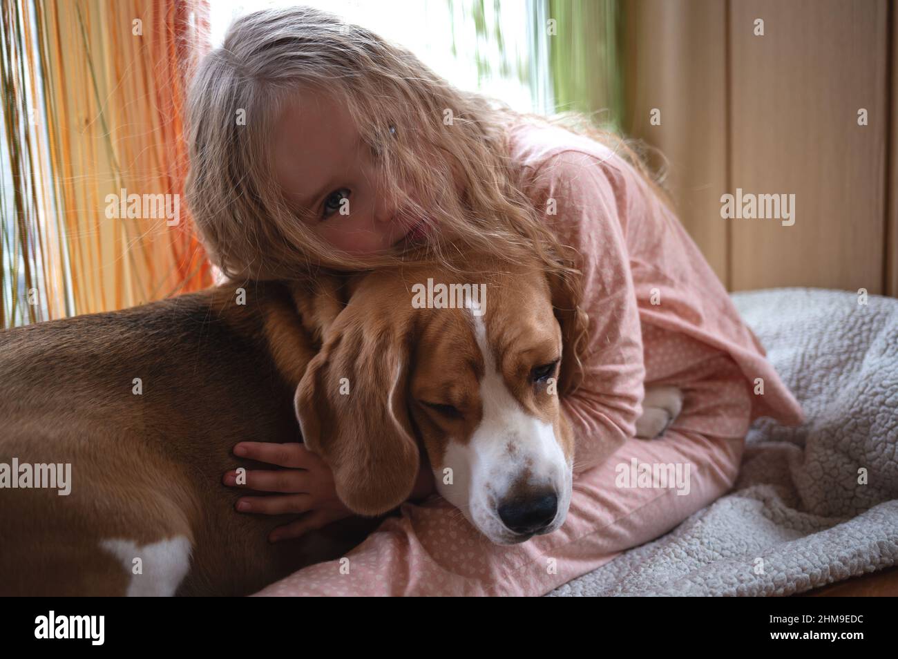 little cute girl hugs a beagle dog sitting on the windowsill Stock Photo - Alamy