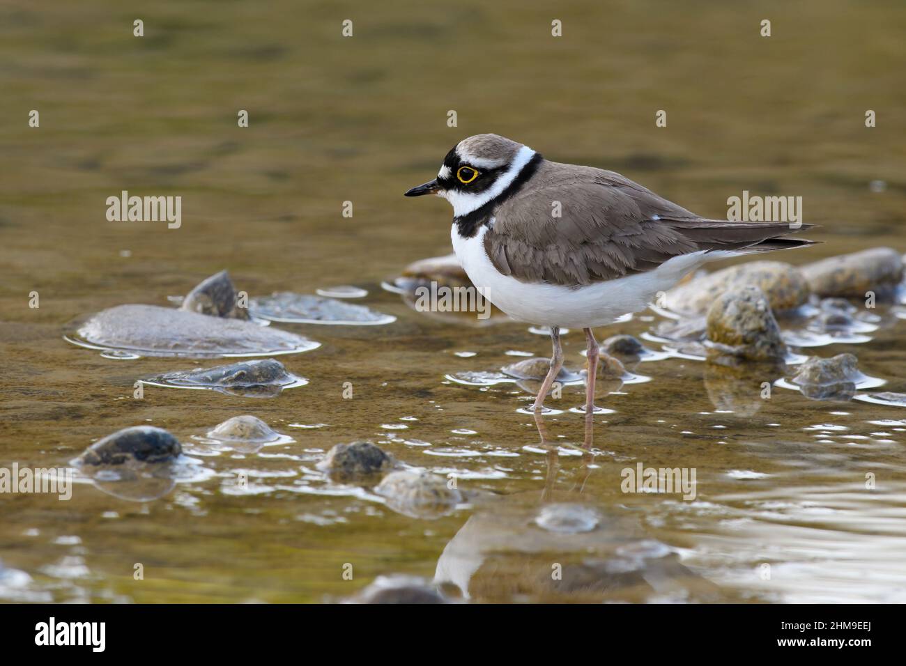 Little ringed plover female standing in the water. Blurred background ...