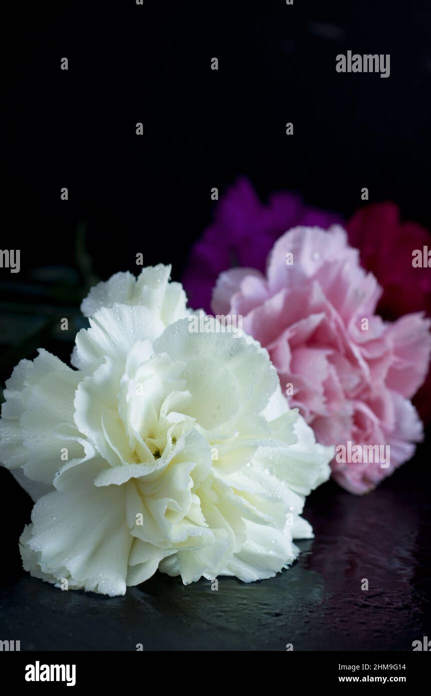 Wet carnation flower carnation flower hi-res stock photography and ...