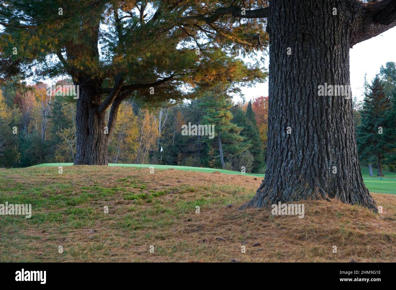 White Golf Flag with Large Evergreen Trees in the Foreground During ...