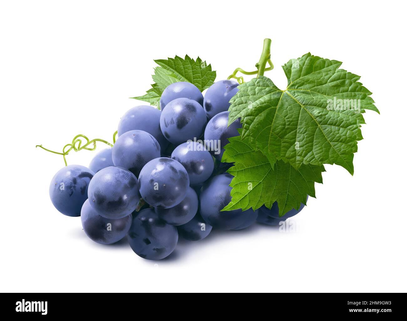 The cluster of dark blue grapes hi-res stock photography and images - Alamy
