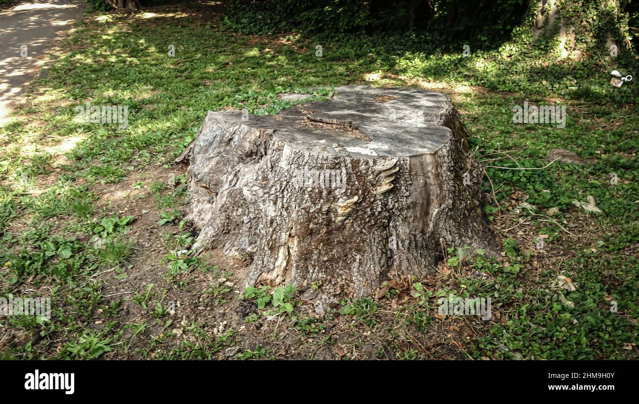 Cut off tree stump hi-res stock photography and images - Alamy