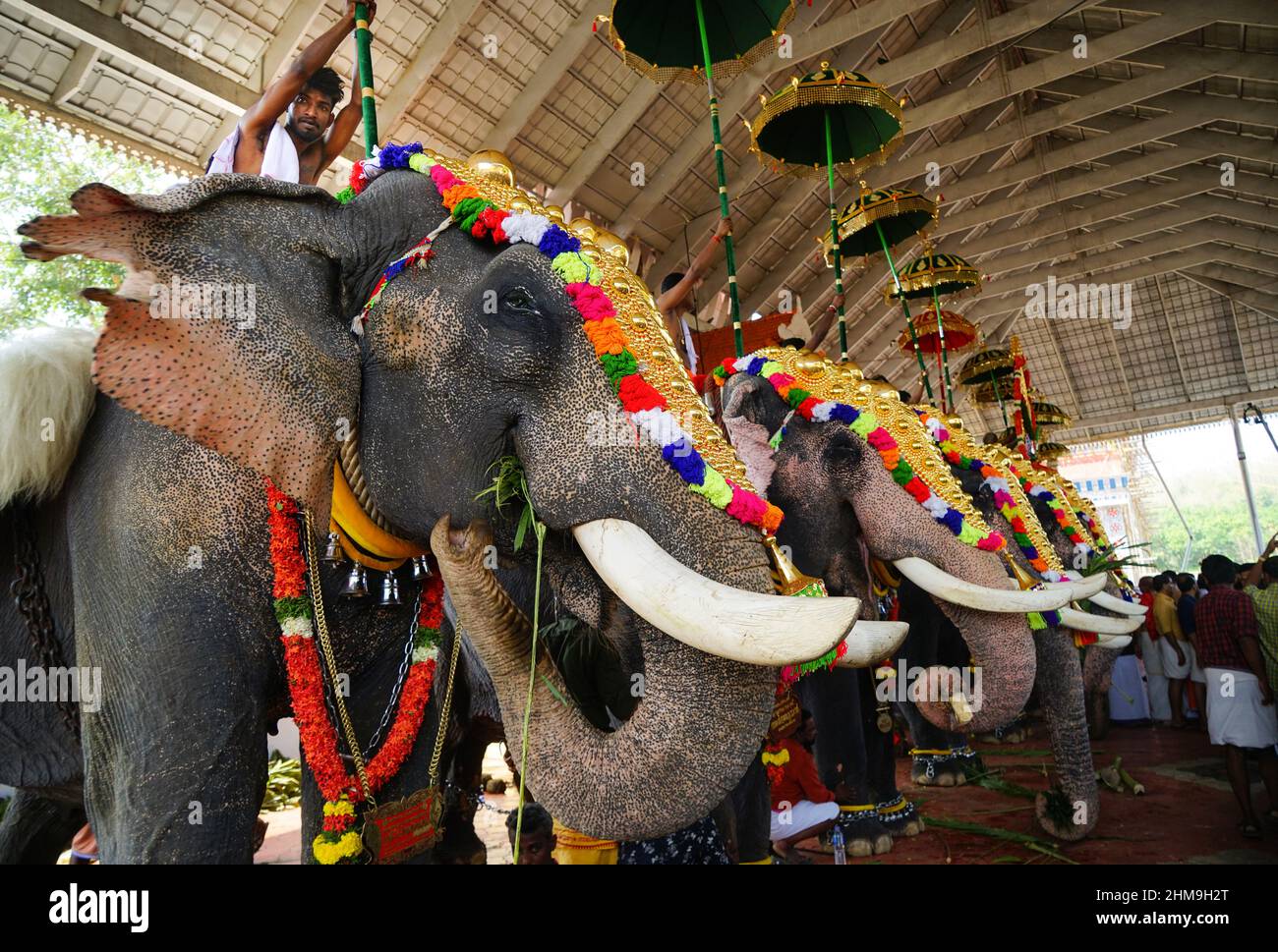 Elephant at Trichur, Pooram festival Kerala, India Stock Photo - Alamy
