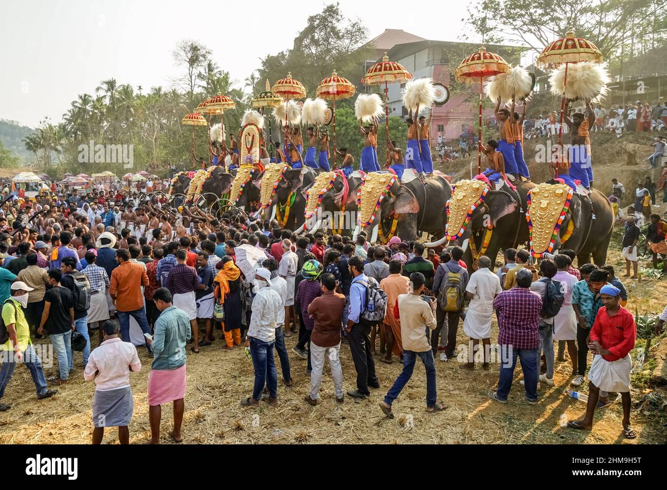 Elephant at Trichur, Pooram festival Kerala, India Stock Photo - Alamy
