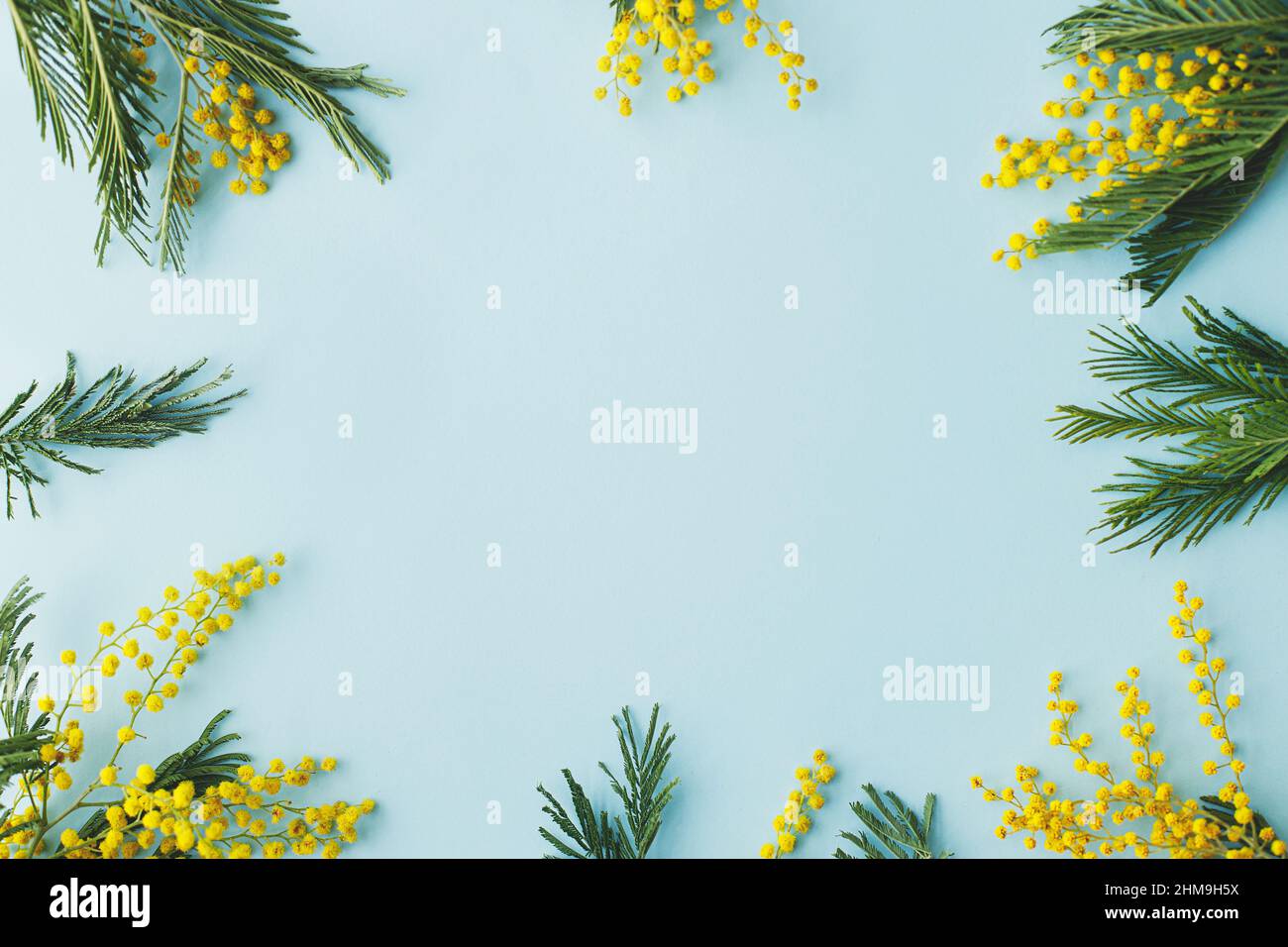 Stylish mimosa flowers flat lay on blue background with space for text ...