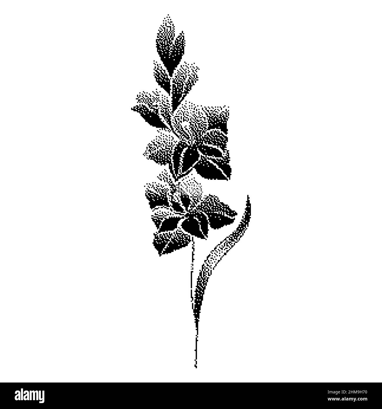 Gladiolus flower with bitmap effect Stock Vector Image & Art - Alamy