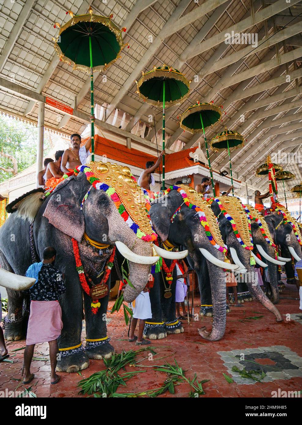 Elephant at Trichur, Pooram festival Kerala, India Stock Photo - Alamy
