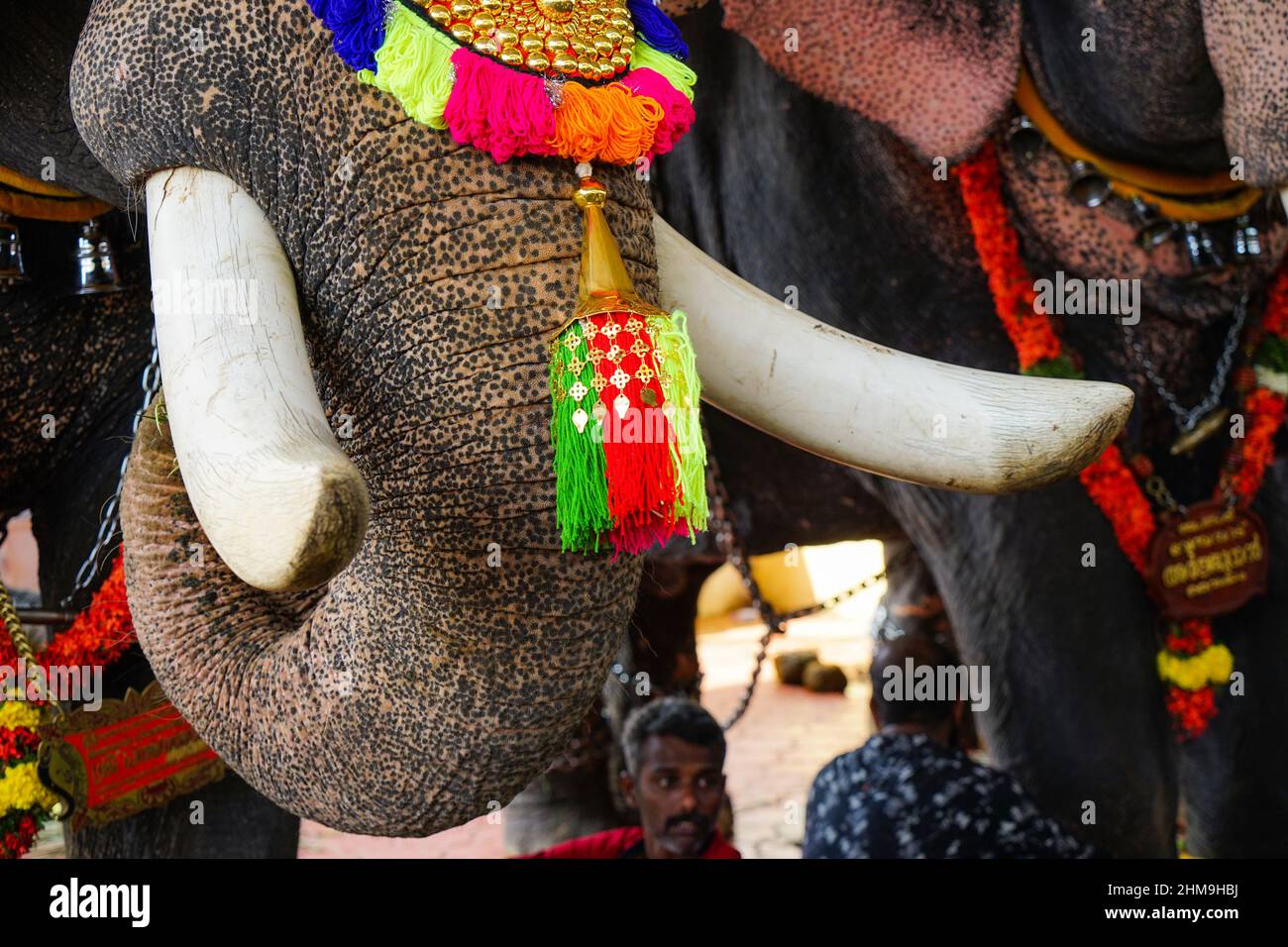 Elephant close-up at Trichur, Pooram festival Kerala, India Stock Photo ...