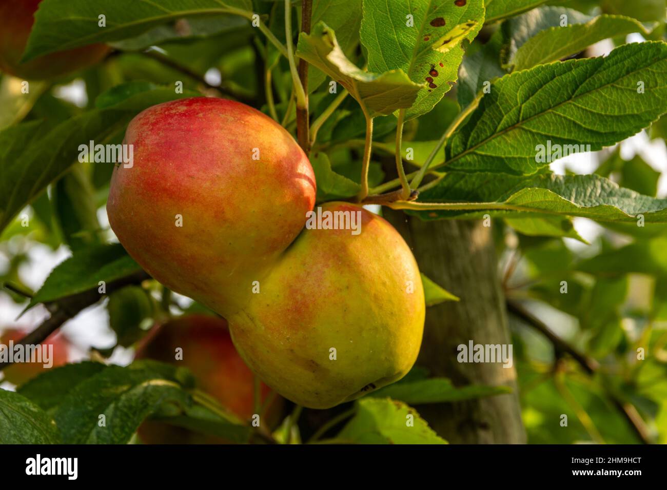 Deformation twins hi-res stock photography and images - Alamy