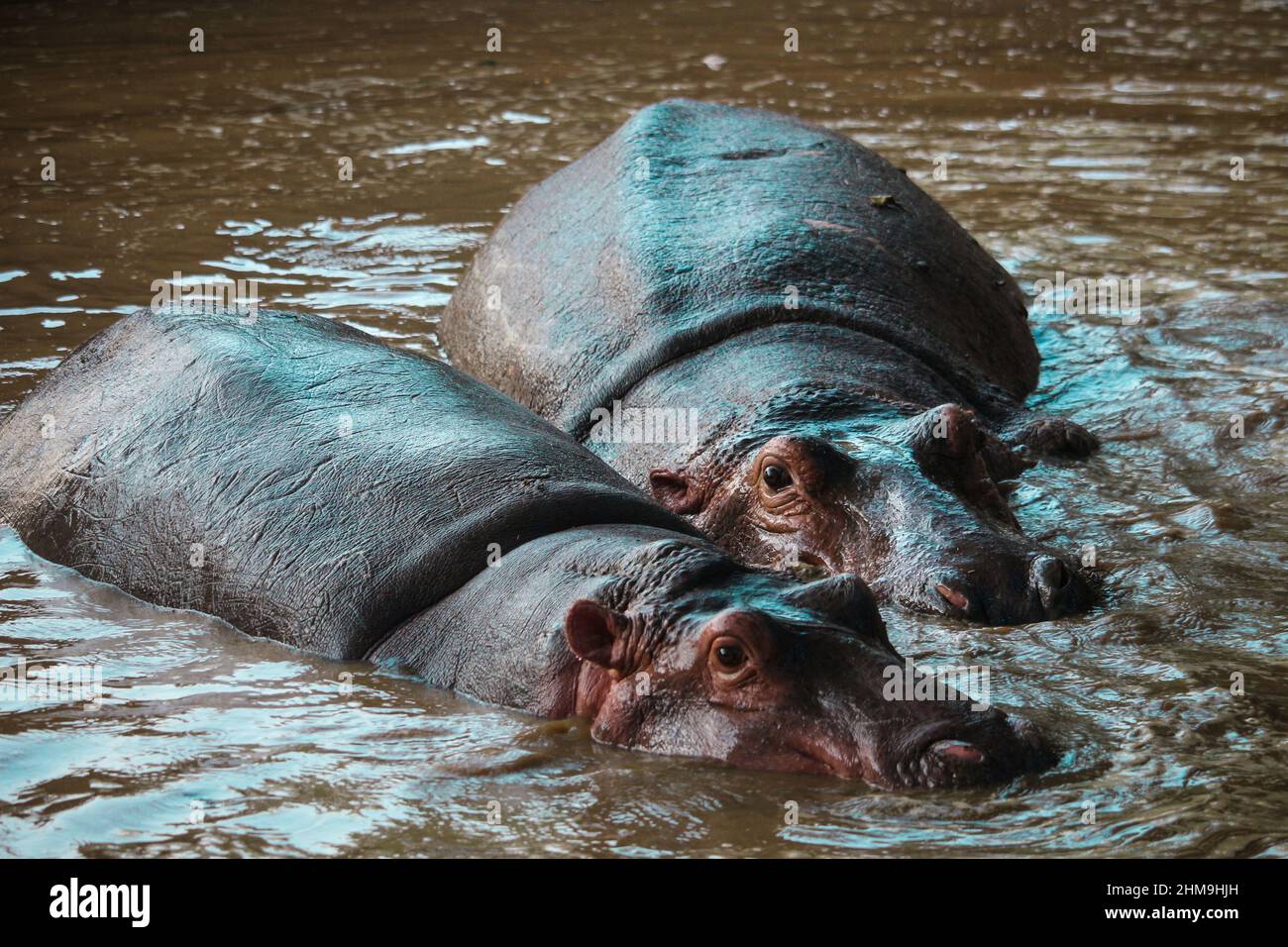 African wild hippopotamus under water poking out eyes Stock Photo - Alamy