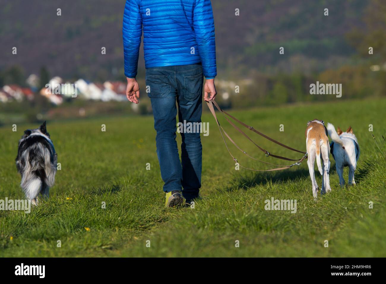 Walk with dogs in a meadow Stock Photo - Alamy