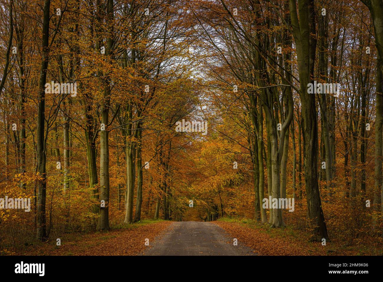Savernake road hi-res stock photography and images - Alamy