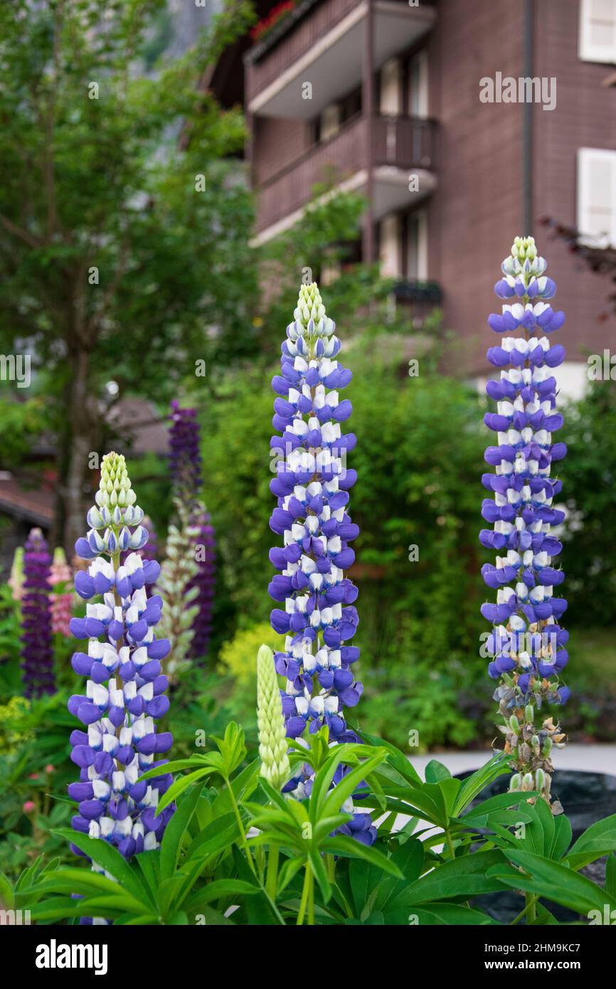 Too big vertical hi-res stock photography and images - Alamy