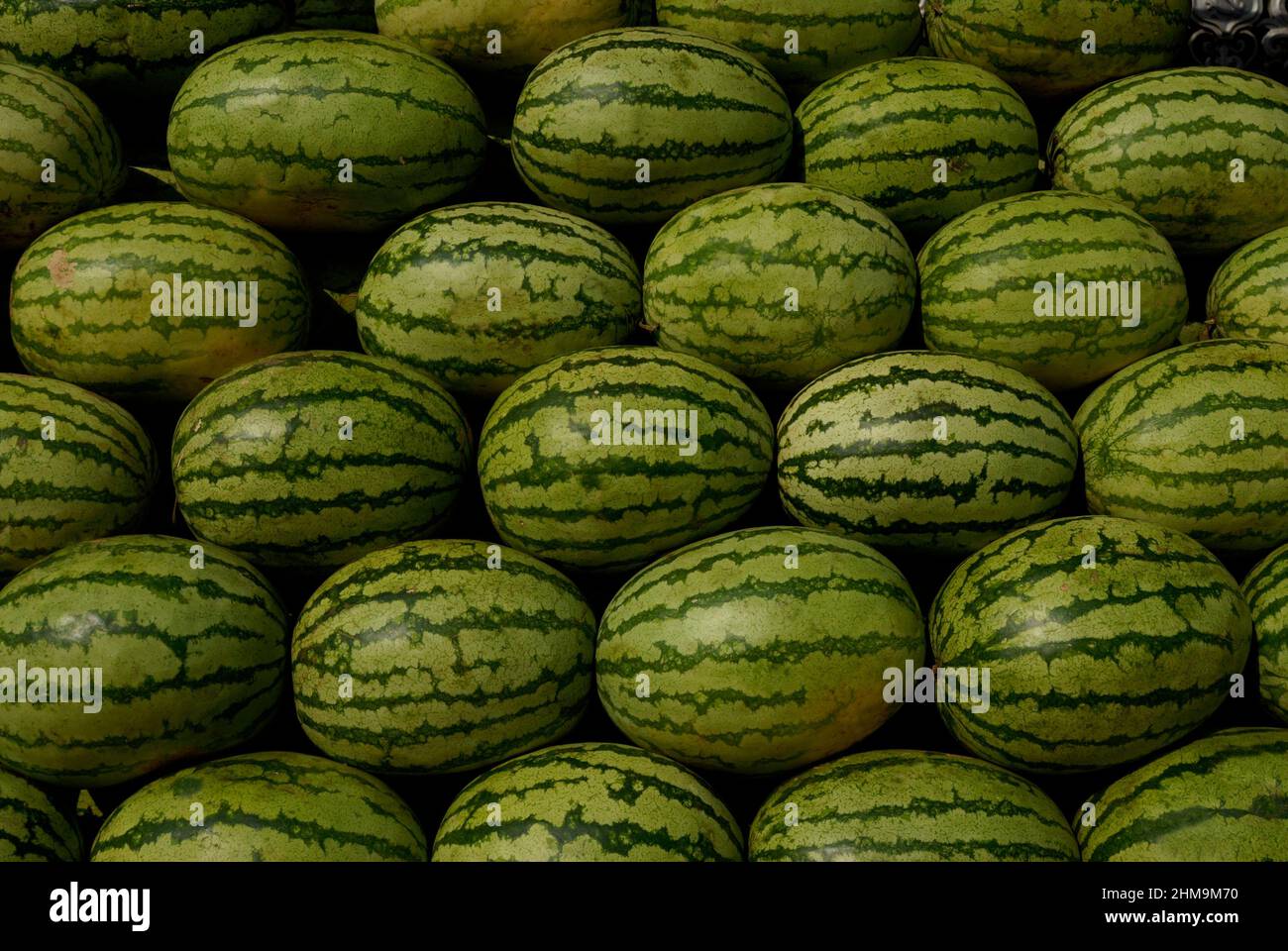 India - Watermelon or Citrullus lanatus is a delicious and refreshing ...