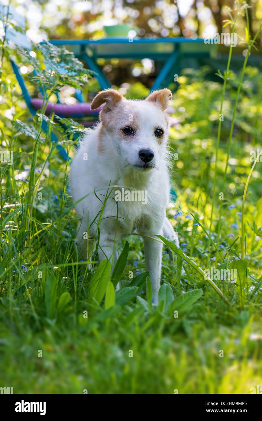 Cute dog in a spring garden Stock Photo - Alamy