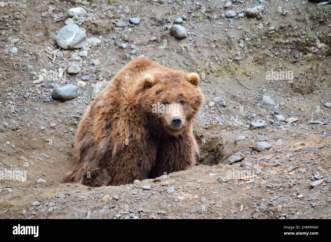 Spectacular grizzly bear resting in holes of soil dug by them in zoo in ...