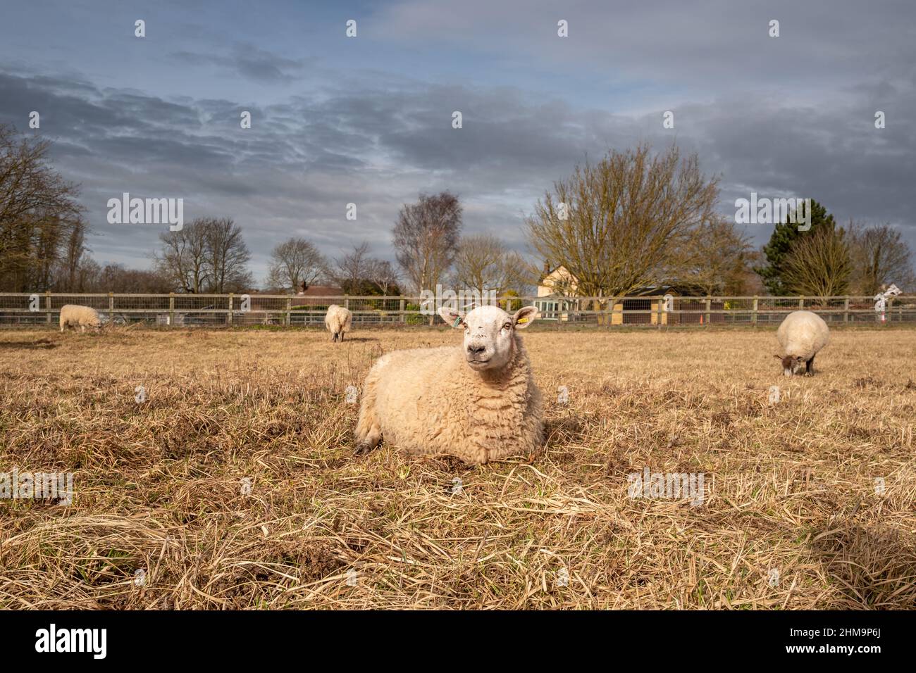 Cambridge sheep hi-res stock photography and images - Alamy