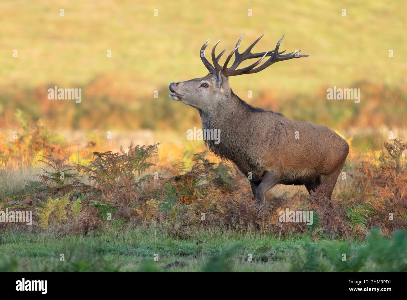 Red deer, rutting, roaring stag Stock Photo - Alamy