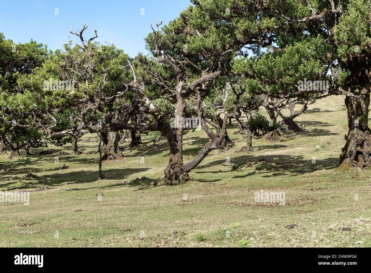 MADEIRA, PORTUGAL - AUGUST 27, 2021: This is a relic grove of the age ...